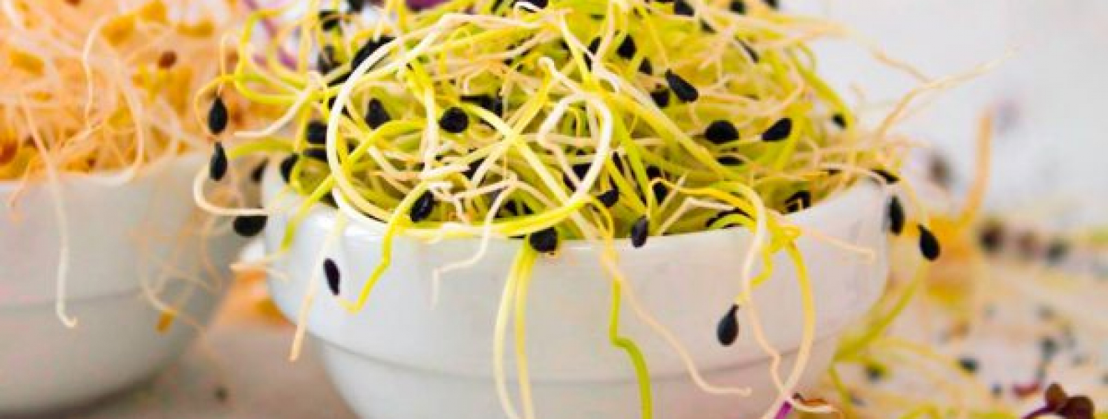 Brotes y Germinados ¿Conoces sus beneficios? - INDIGO