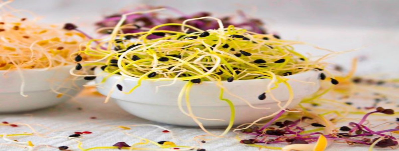 Brotes y Germinados ¿Conoces sus beneficios? - INDIGO
