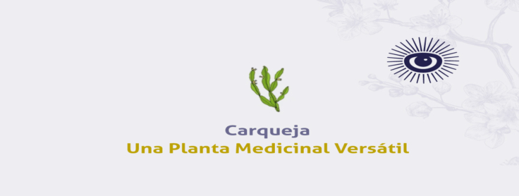 Carqueja: Para que sirve | INDIGO