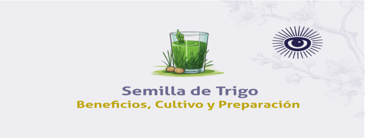 Semilla de trigo | INDIGO